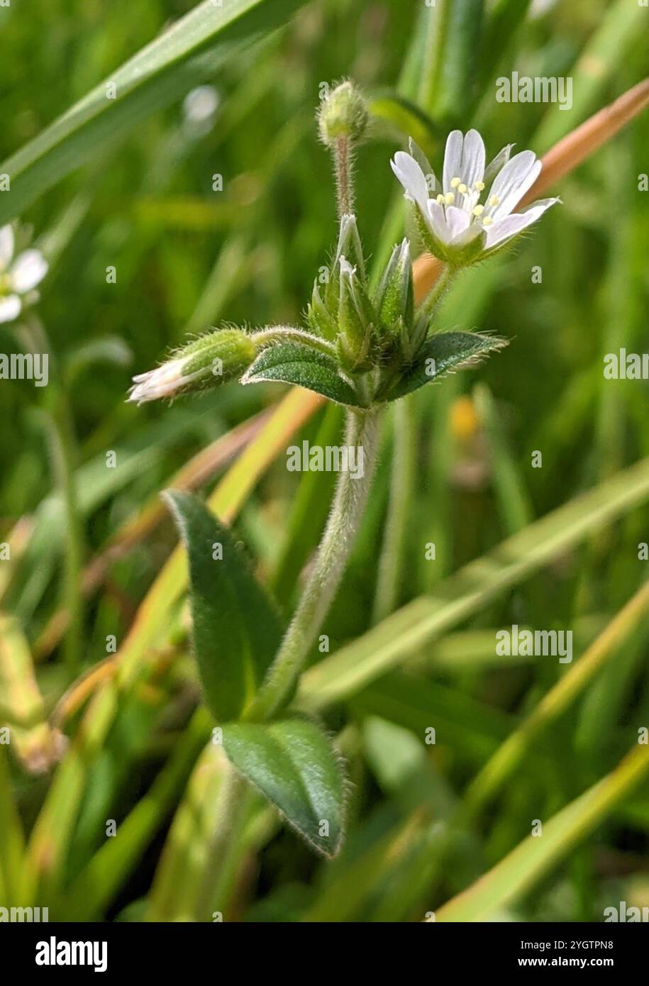 Common mouse-ear chickweed (Cerastium fontanum Stock Photo - Alamy