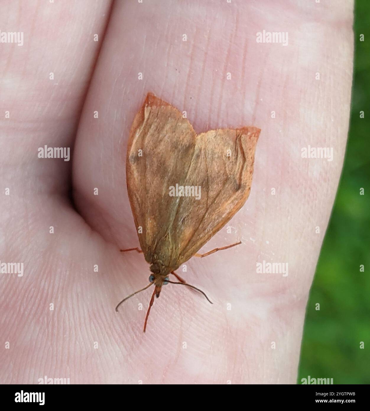 Rusty Virbia Moth (Virbia ferruginosa Stock Photo - Alamy