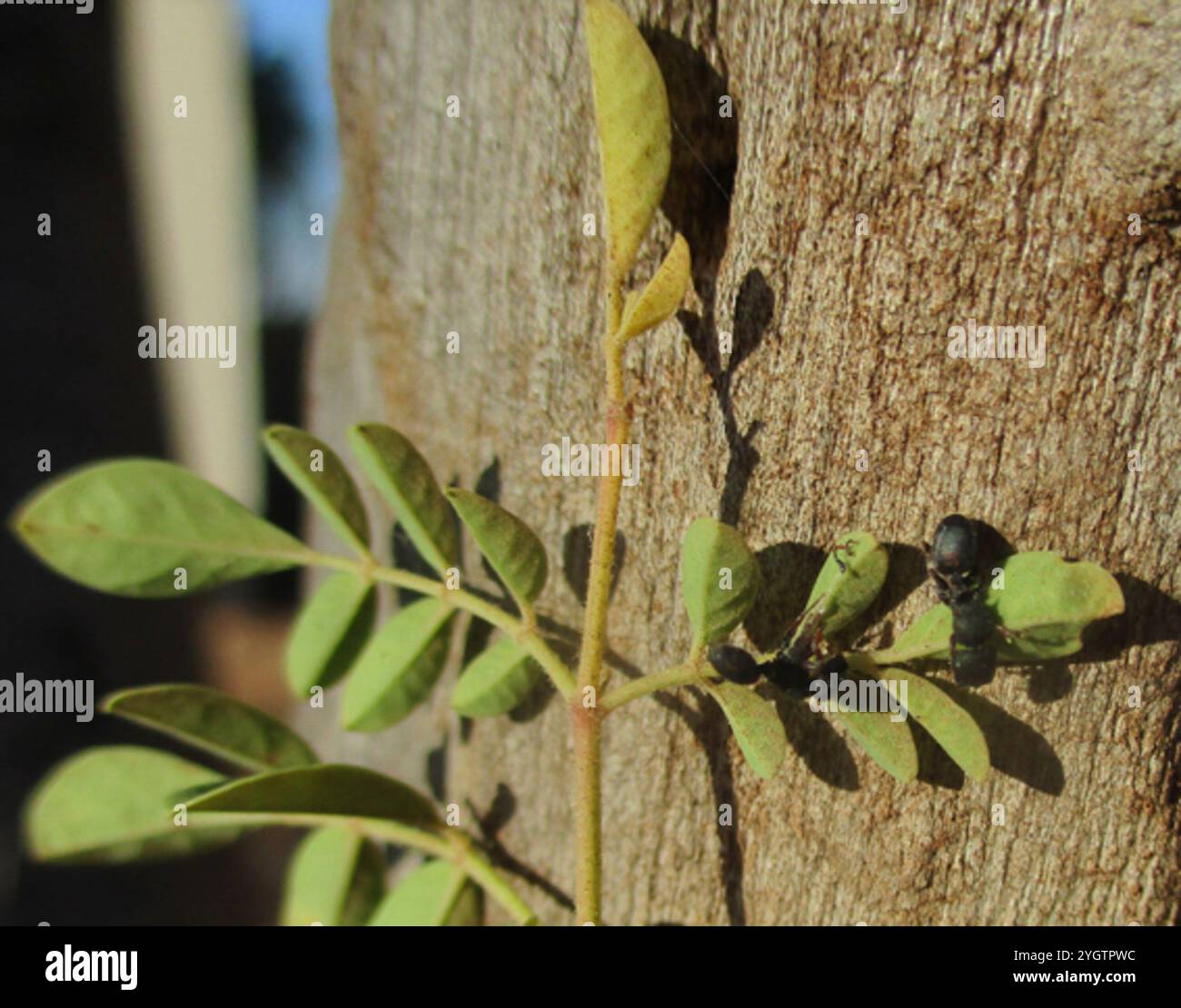 Moringa trees (Moringa Stock Photo - Alamy