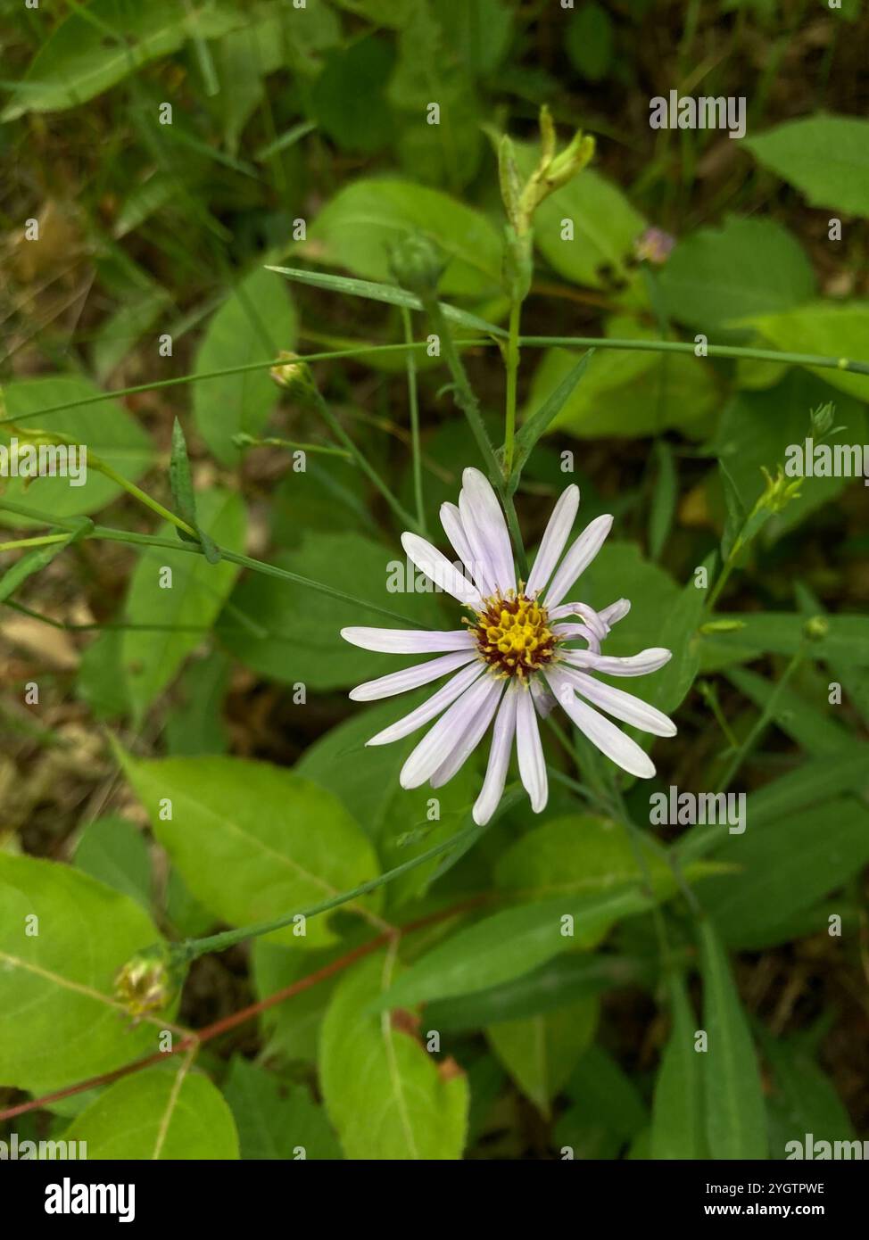 smooth blue aster (Symphyotrichum laeve Stock Photo - Alamy