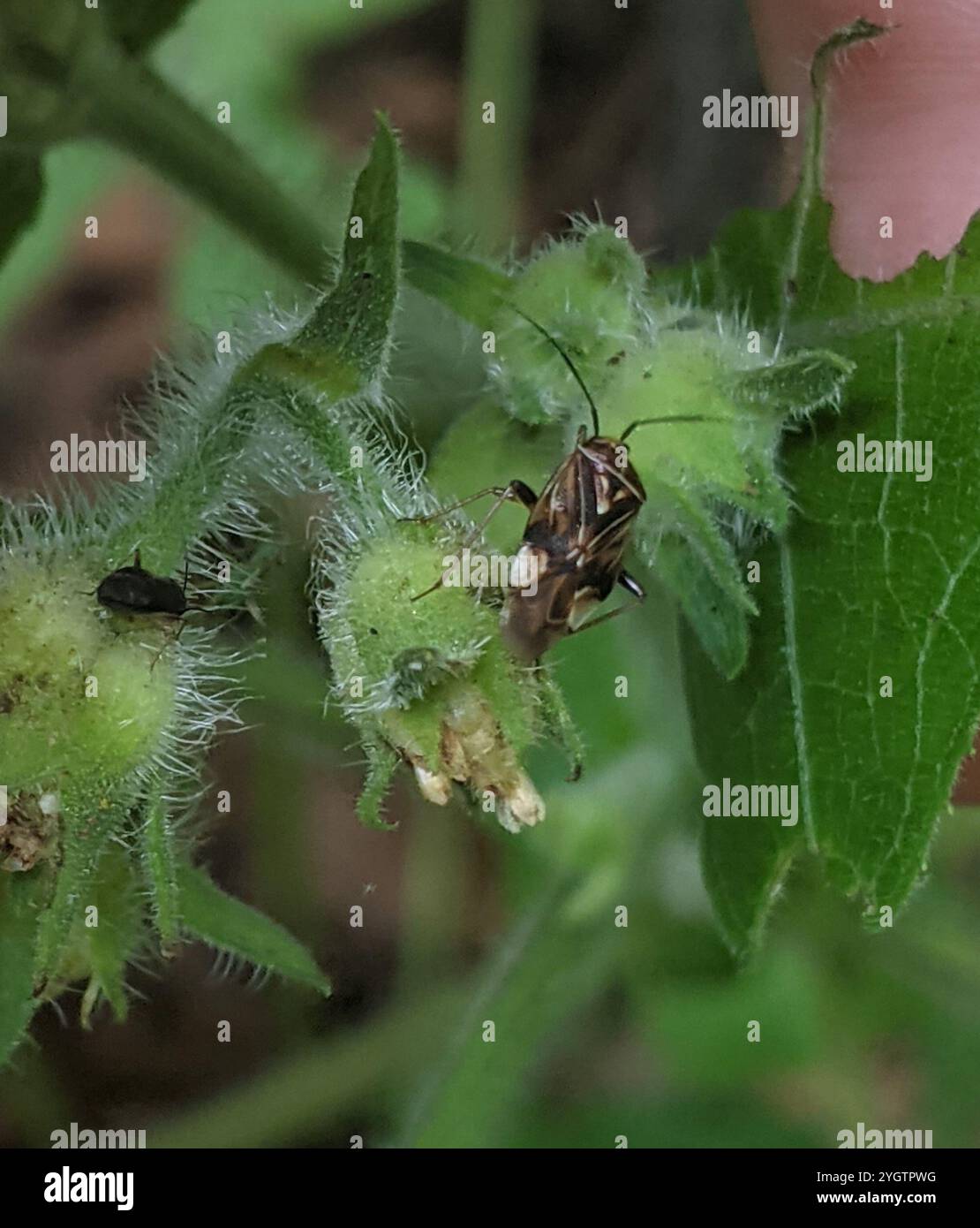 North American Tarnished Plant Bug (Lygus lineolaris Stock Photo - Alamy