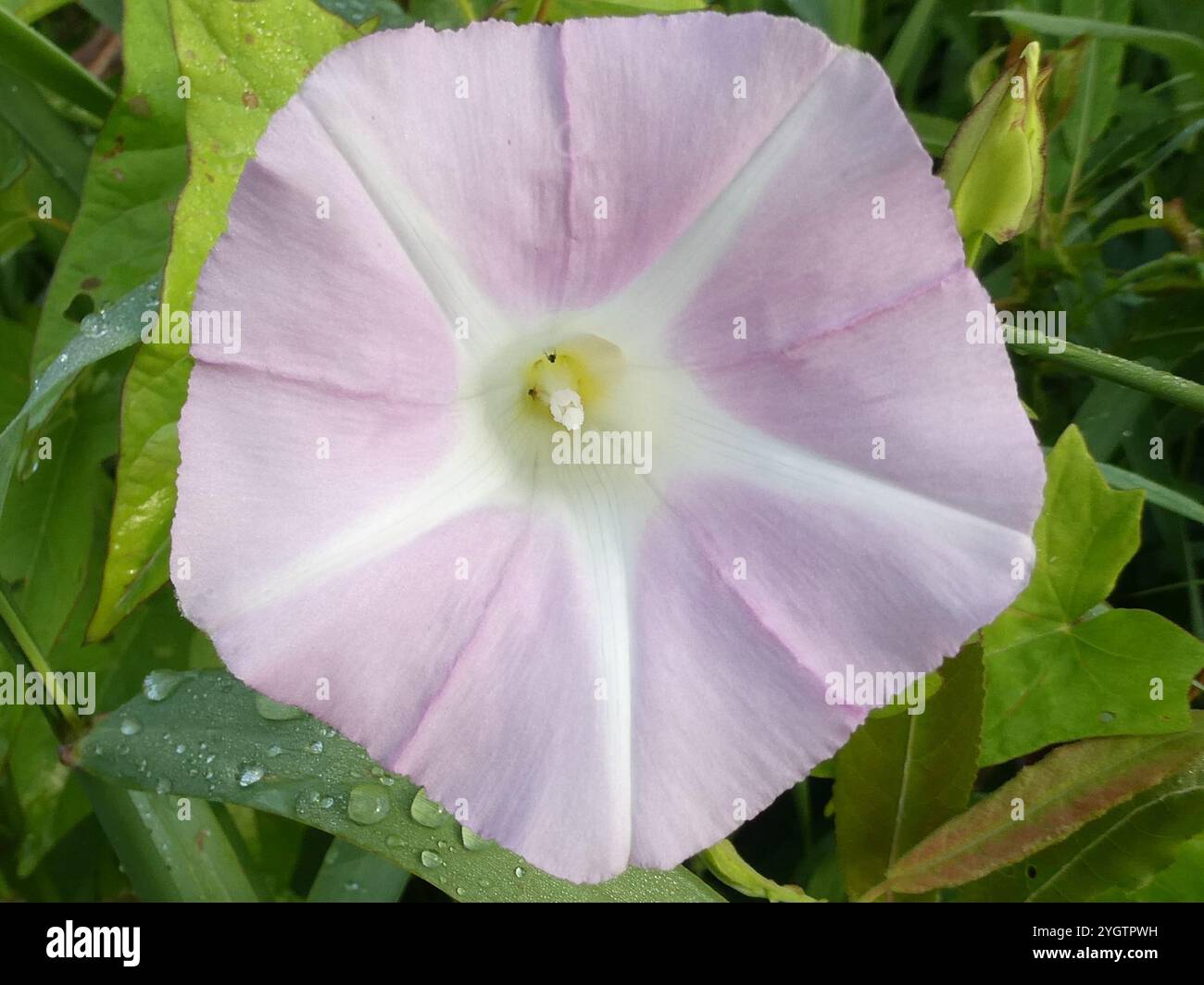 hedge bindweed (Calystegia sepium Stock Photo - Alamy