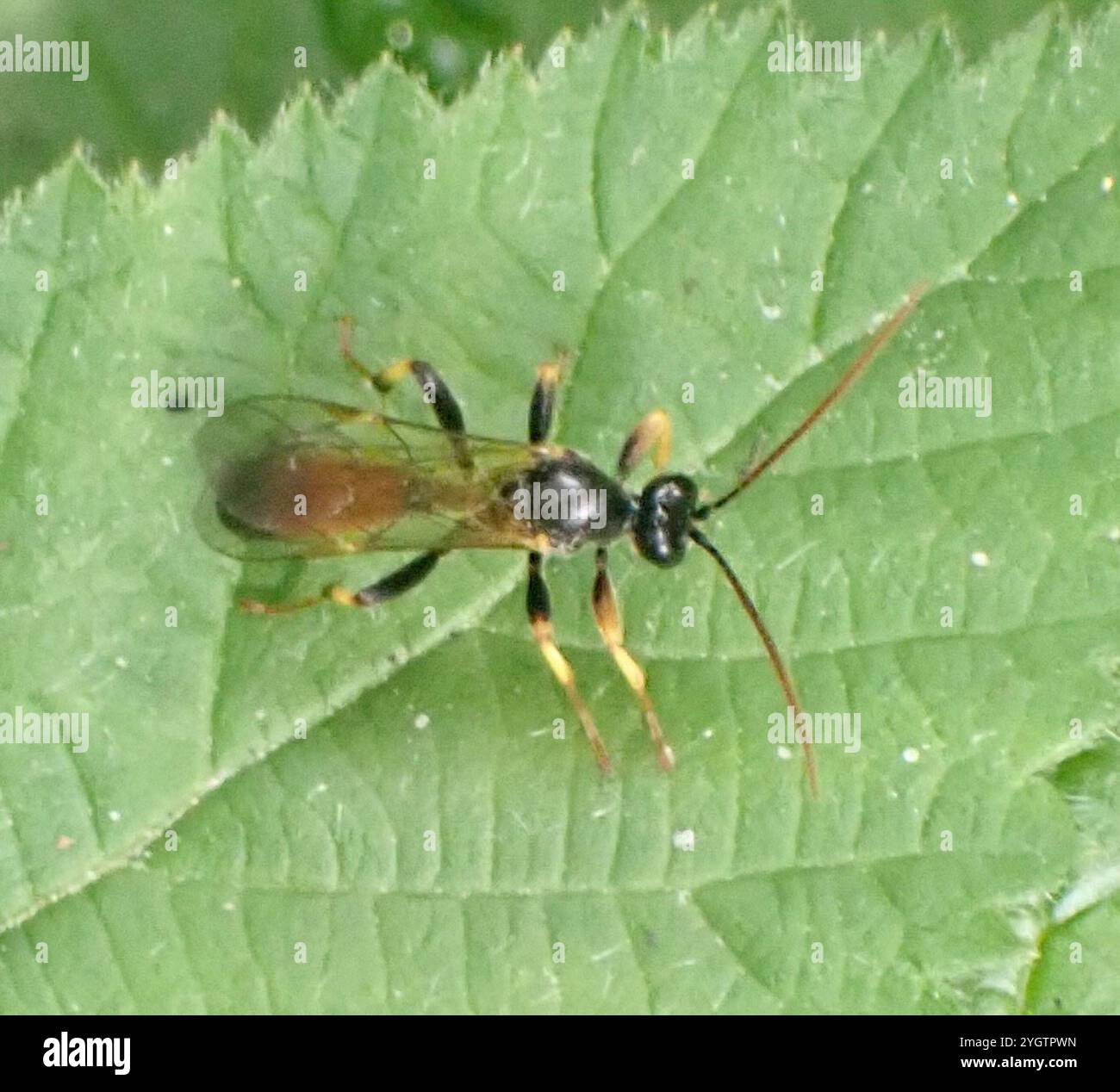 Ichneumonid Wasps (Ichneumonidae Stock Photo - Alamy