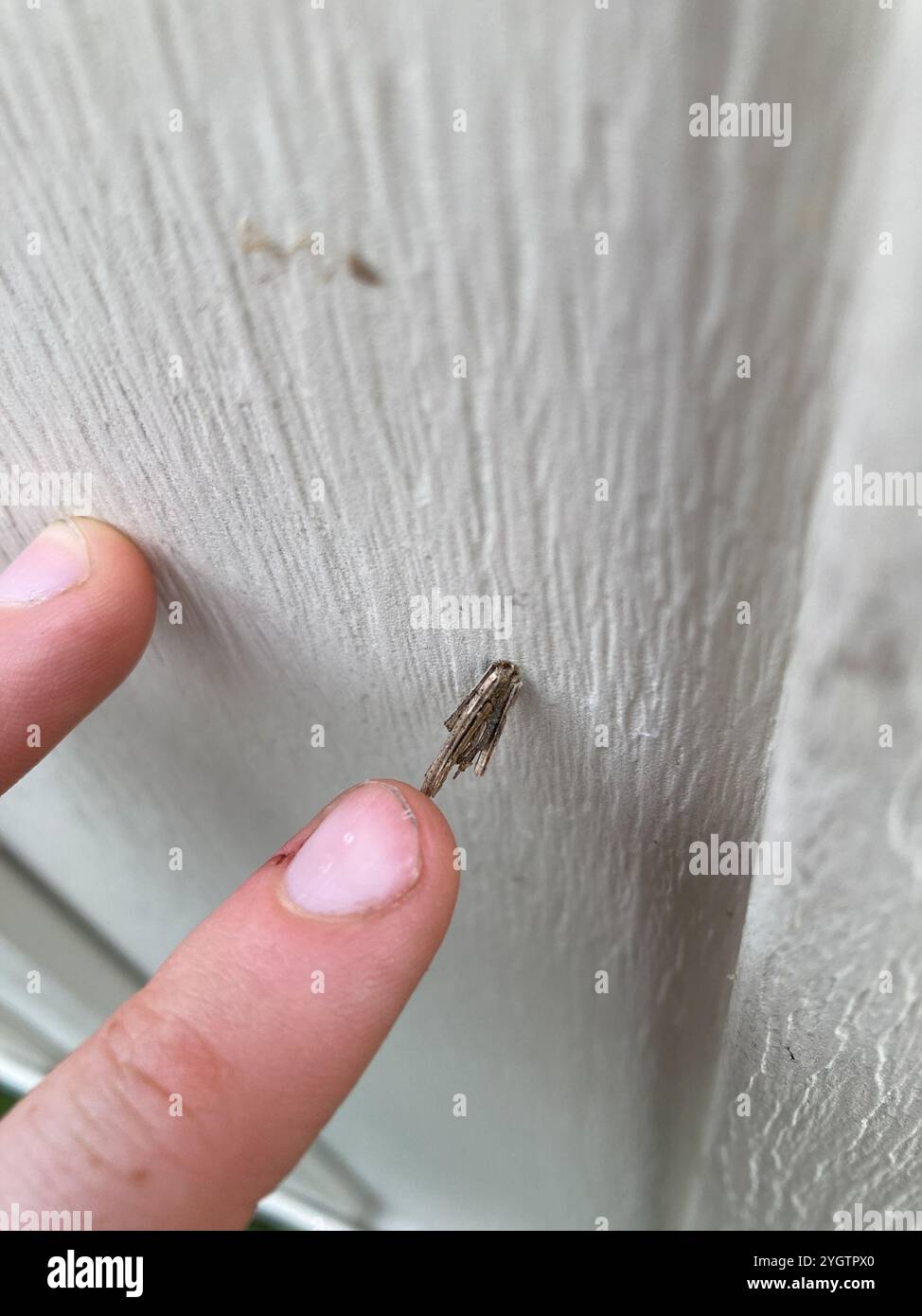 Common Bagworm Moth (Psyche casta Stock Photo - Alamy