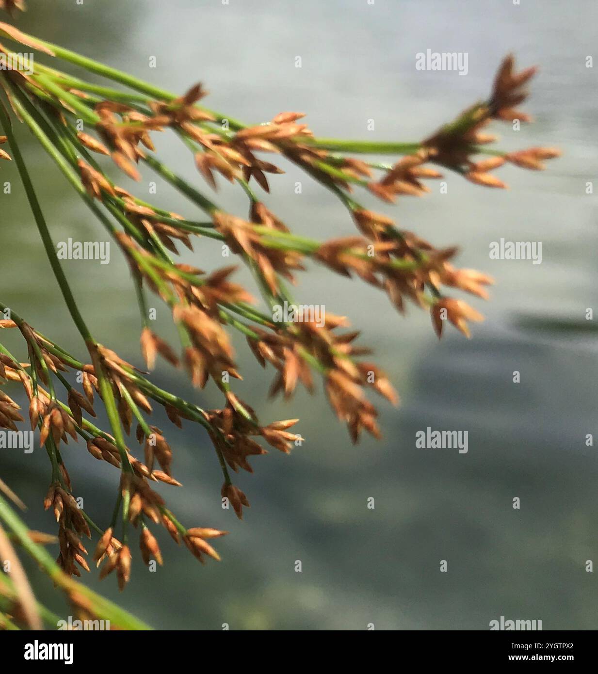 Swamp Sawgrass (Cladium mariscus Stock Photo - Alamy