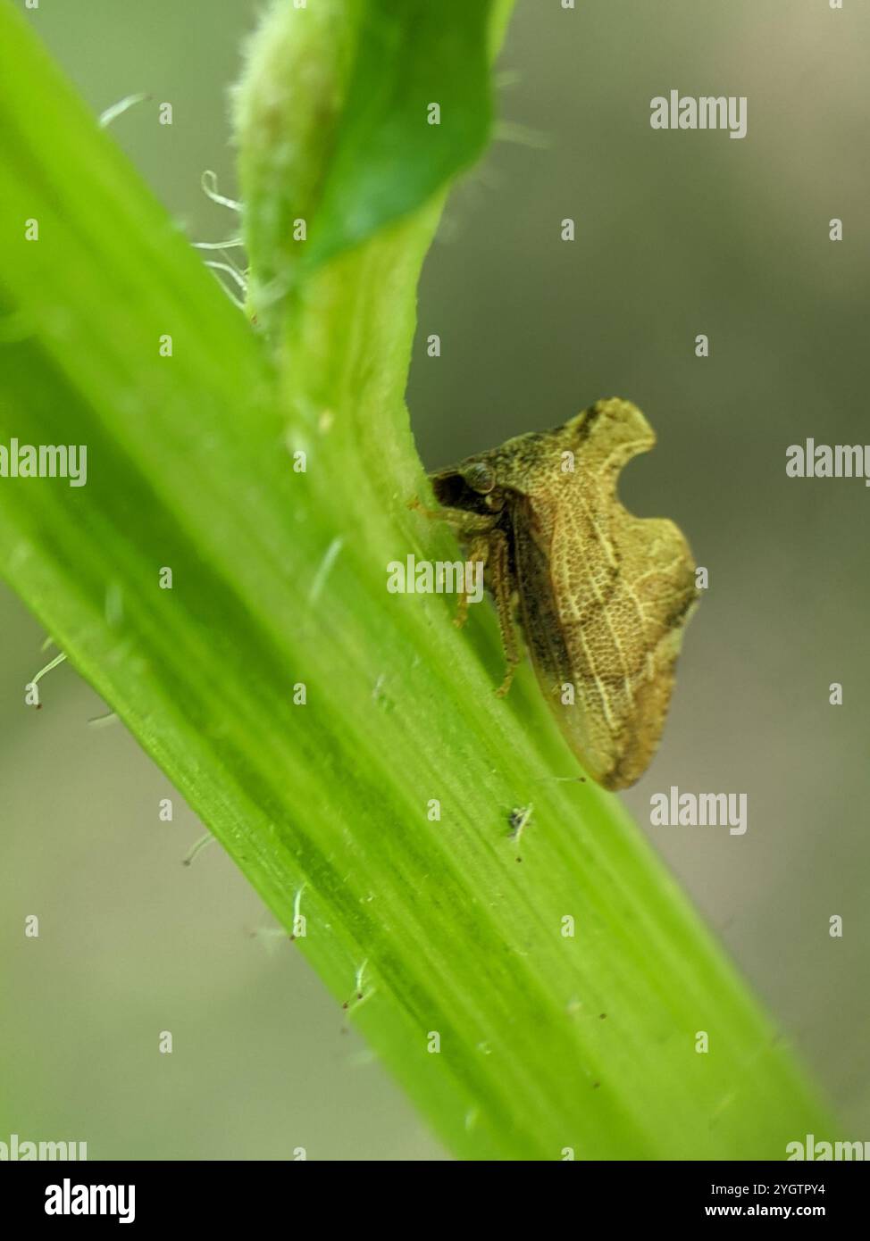 Keeled Treehopper (Entylia carinata Stock Photo - Alamy