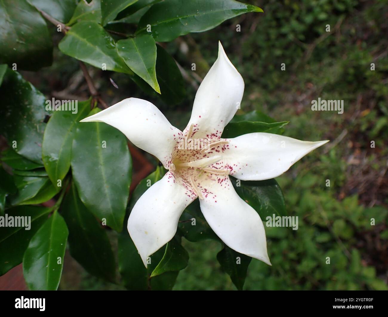Rothmannia capensis hi-res stock photography and images - Alamy