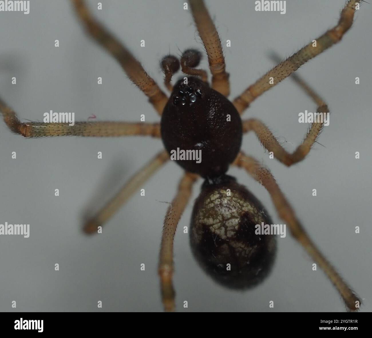Triangulate Combfoot (Steatoda triangulosa Stock Photo - Alamy