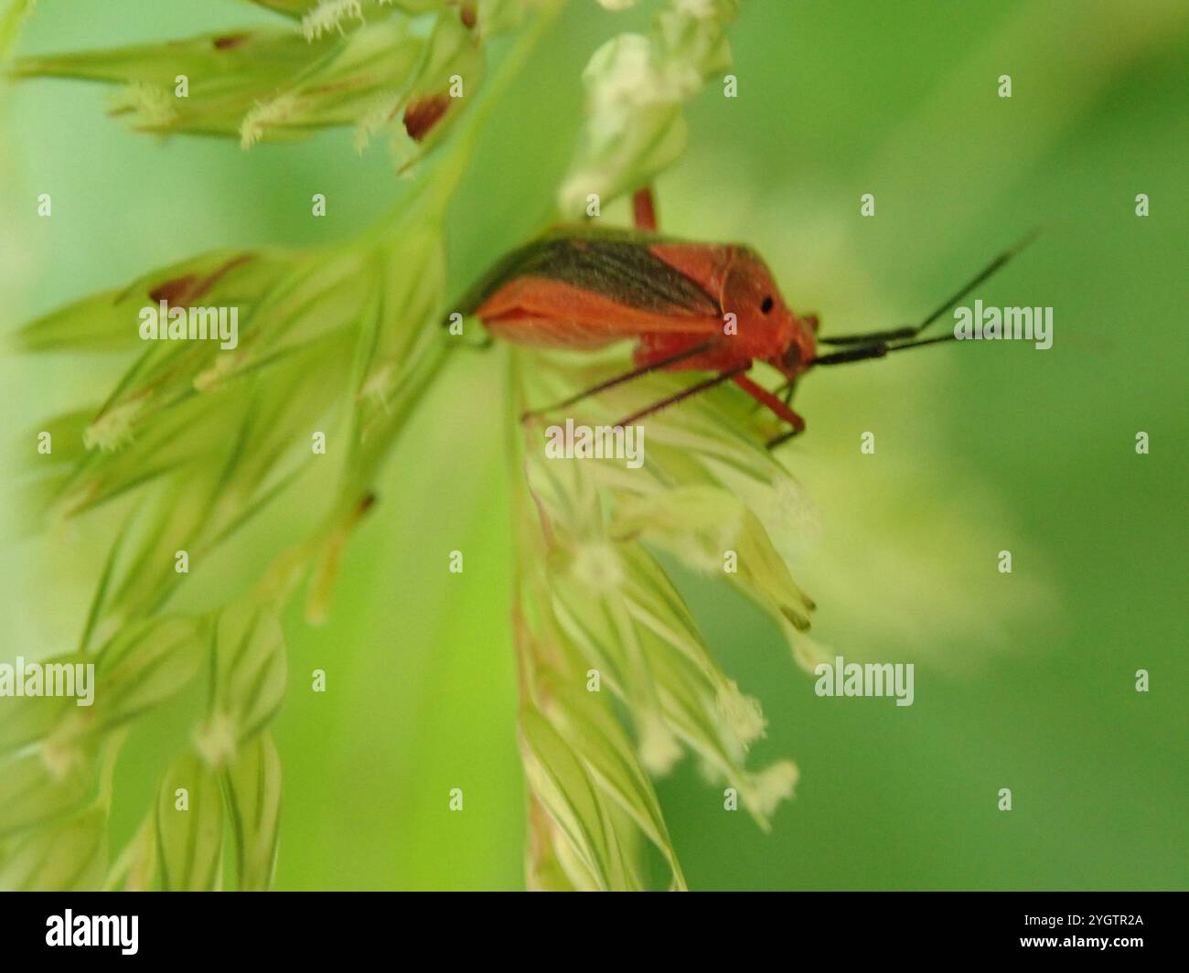 True Bugs, Hoppers, Aphids, and allies (Hemiptera Stock Photo - Alamy