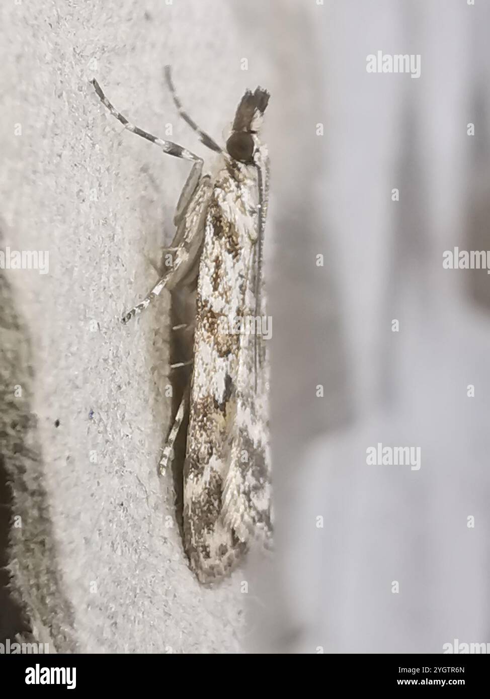 Meadow Grey (Scoparia pyralella Stock Photo - Alamy