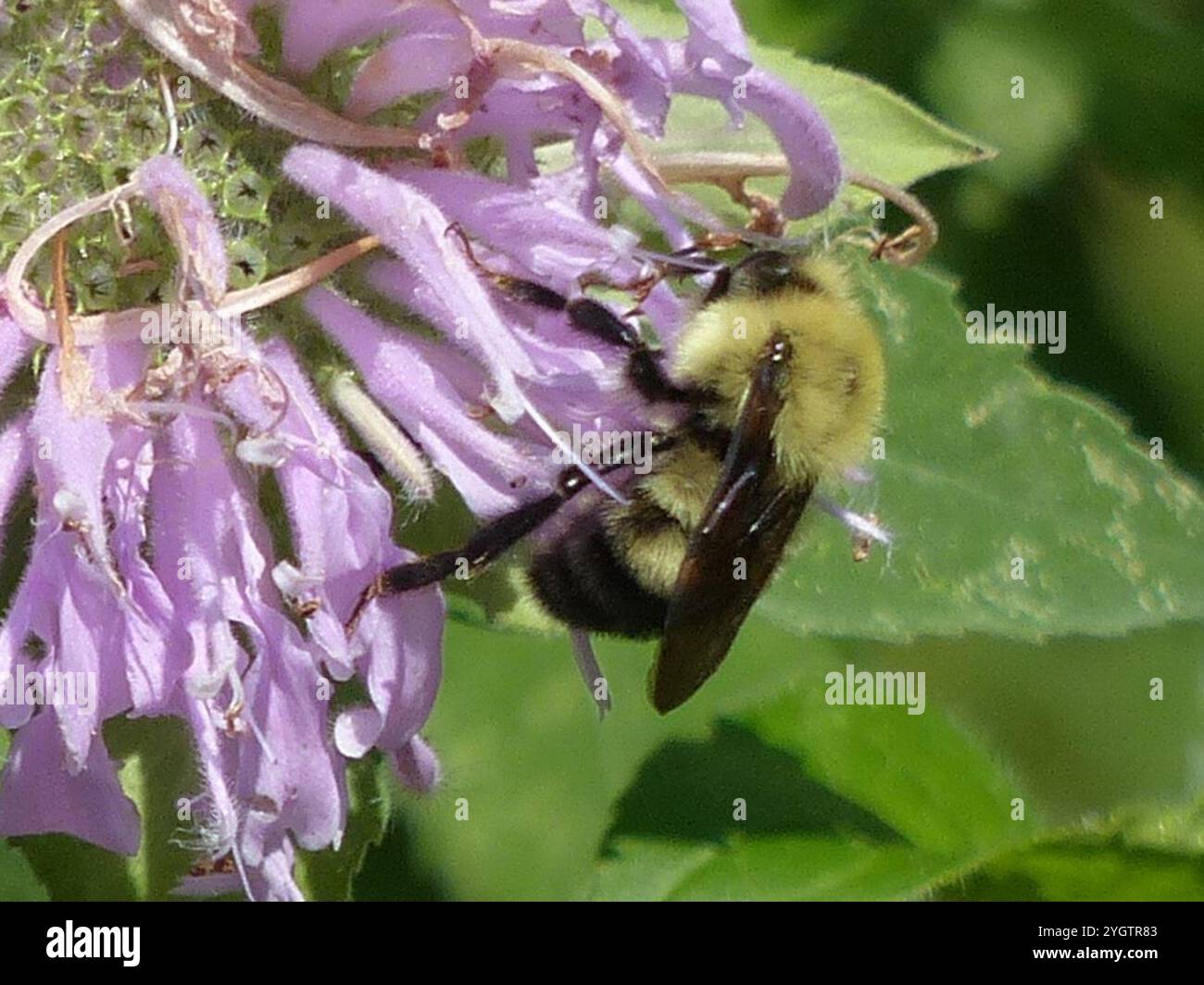 Two-spotted Bumble Bee (Bombus bimaculatus Stock Photo - Alamy