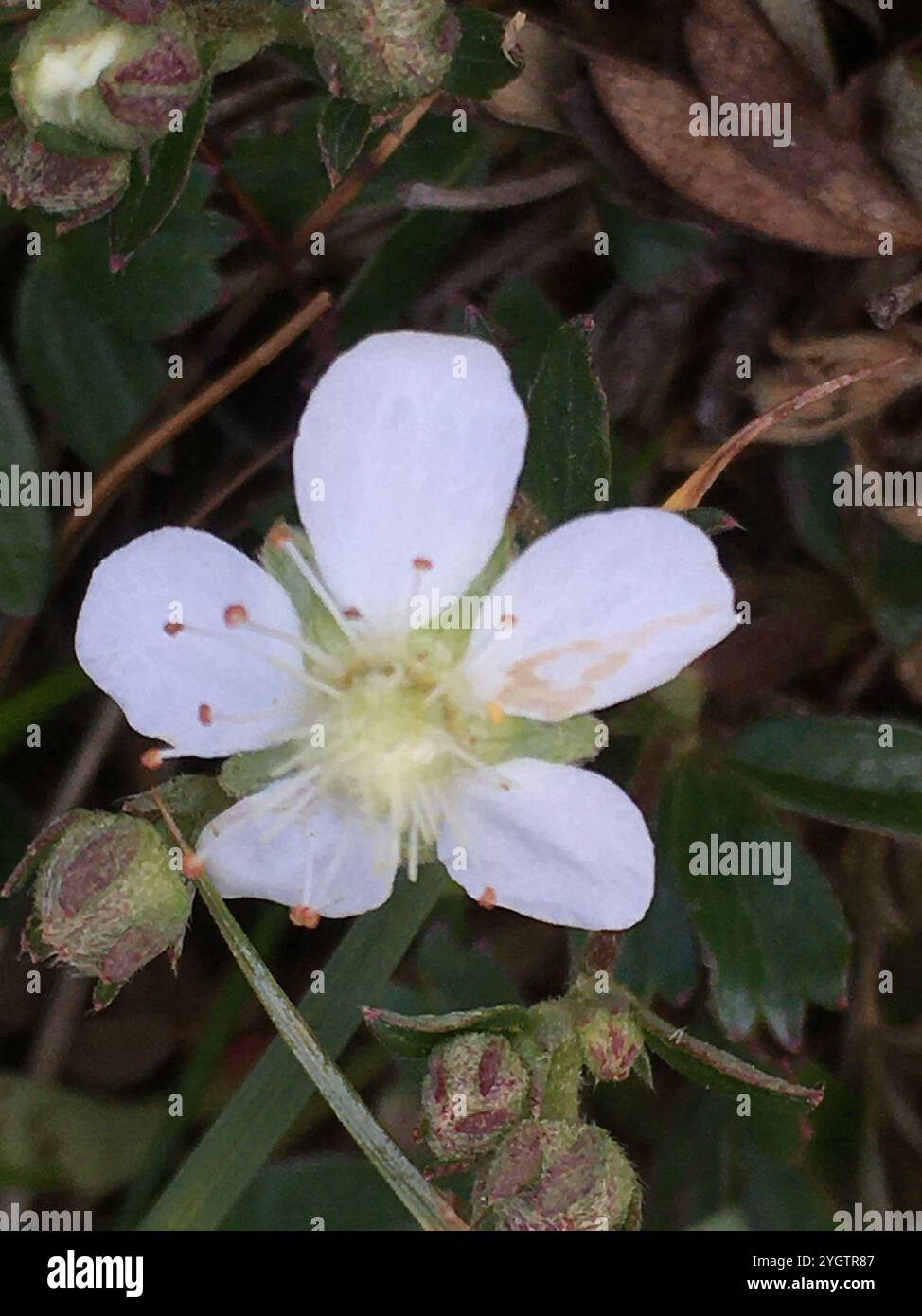 three-toothed cinquefoil (Sibbaldiopsis tridentata Stock Photo - Alamy