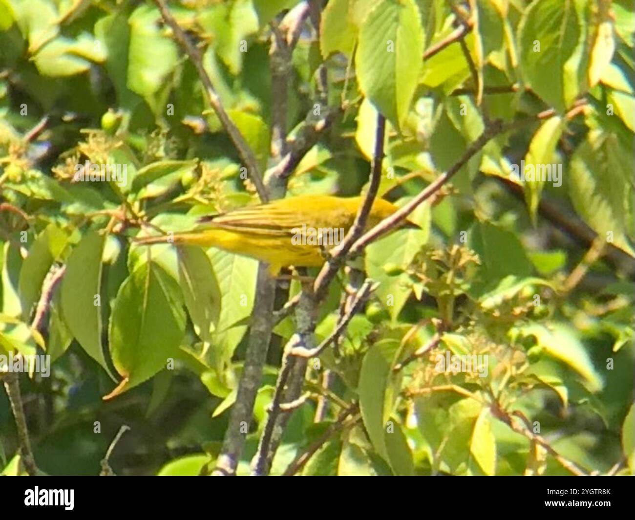 Yellow Warbler (Setophaga petechia Stock Photo - Alamy