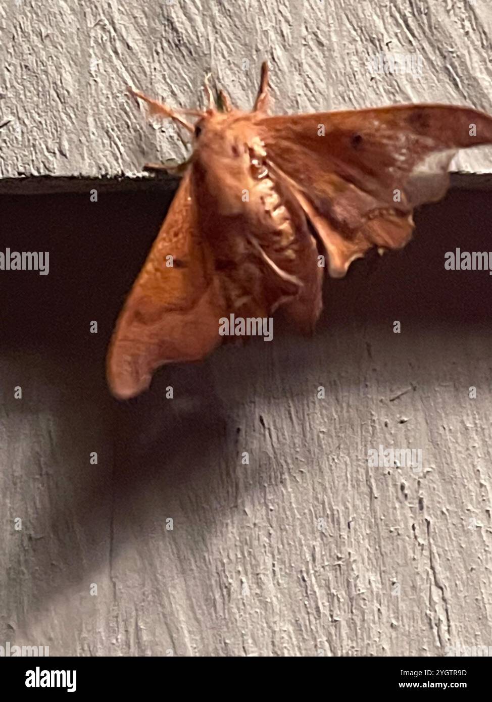 Scalloped Sack-bearer Moth (Lacosoma chiridota Stock Photo - Alamy
