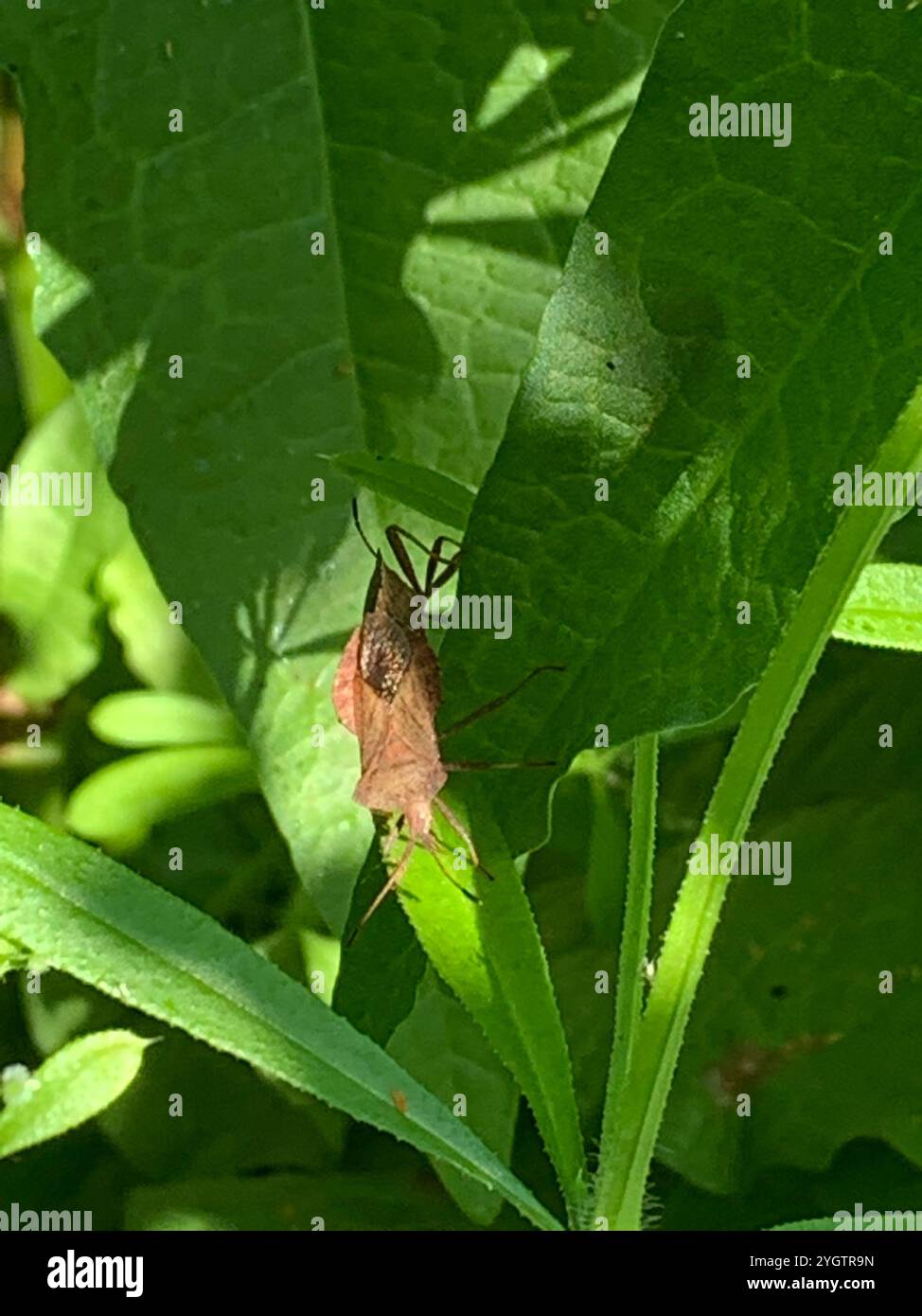 Dock Bug (Coreus marginatus Stock Photo - Alamy