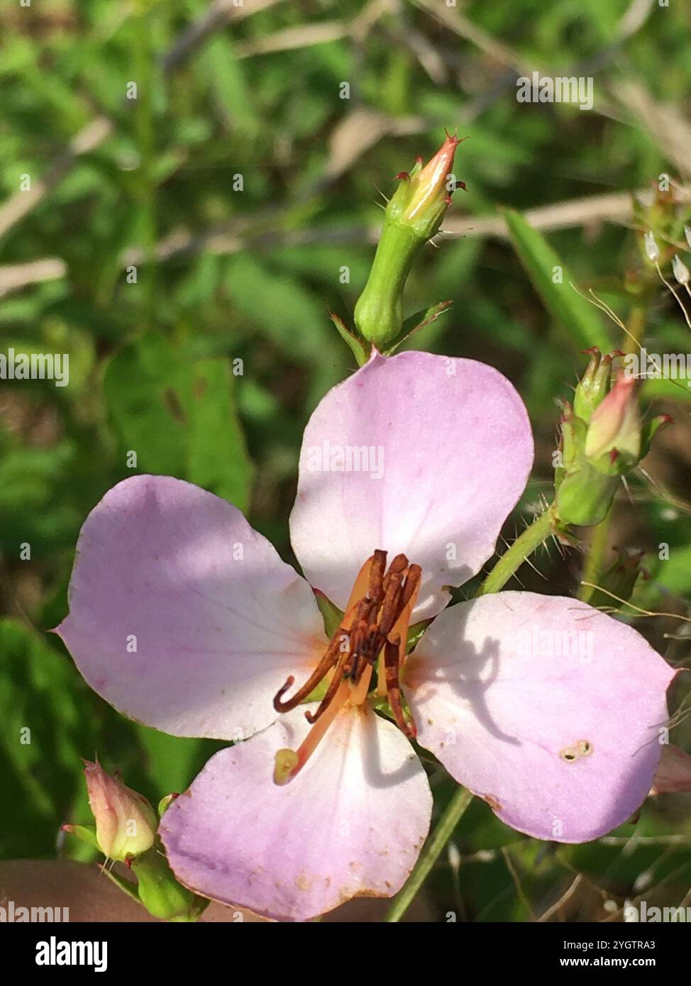 Maryland meadowbeauty (Rhexia mariana Stock Photo - Alamy