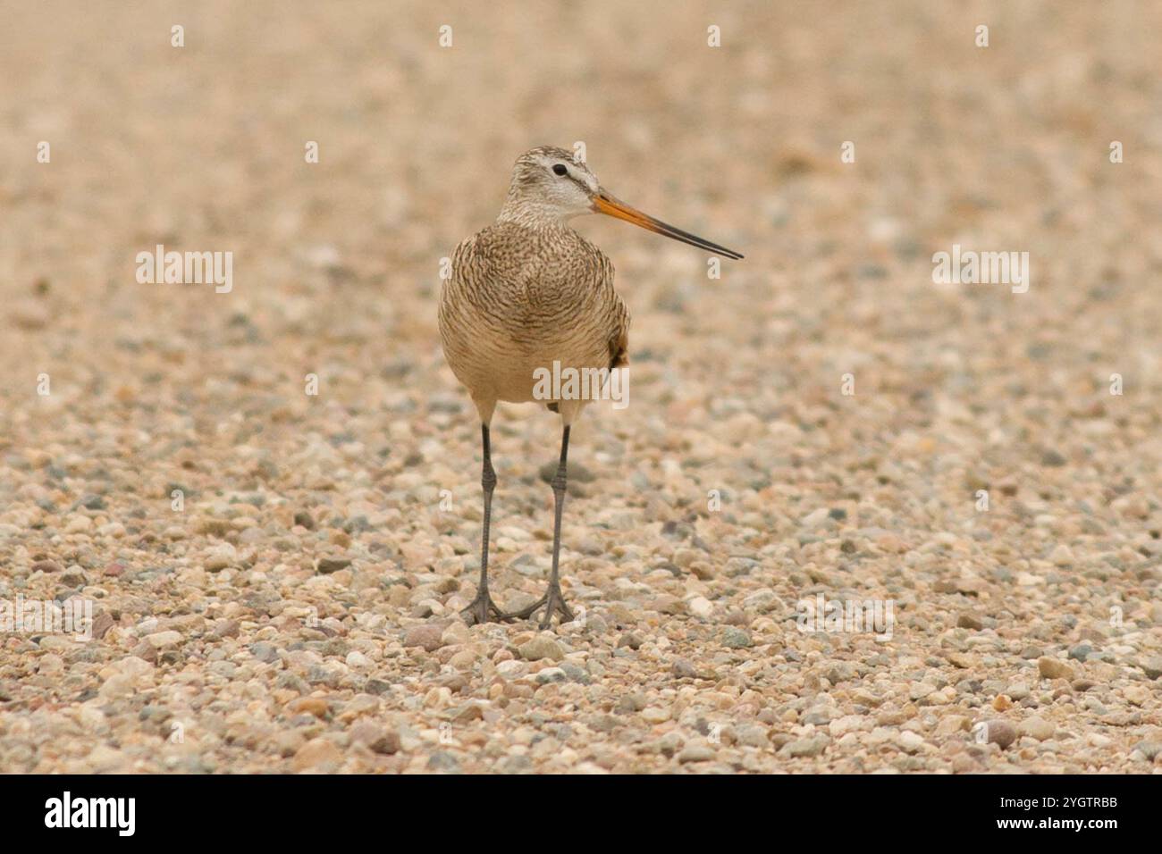 Marbled Godwit (Limosa fedoa Stock Photo - Alamy