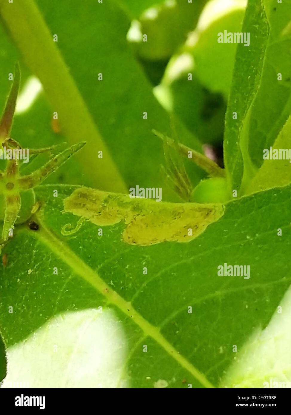 Winged and Once-winged Insects (Pterygota Stock Photo - Alamy