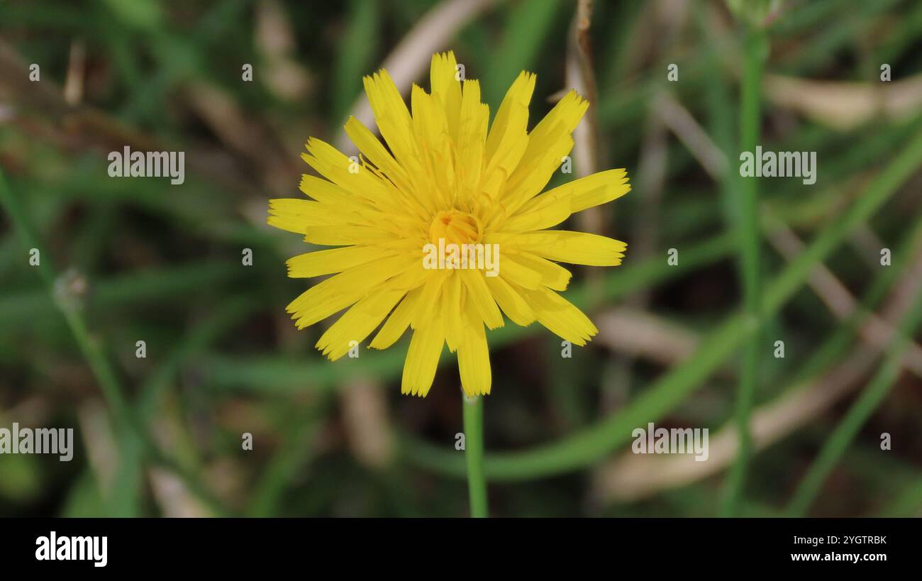 Common Cat's-ear (Hypochaeris radicata Stock Photo - Alamy
