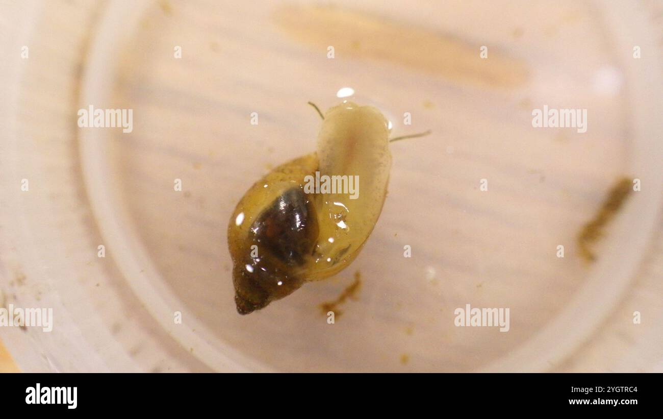 Bladder Snails (Physidae Stock Photo - Alamy