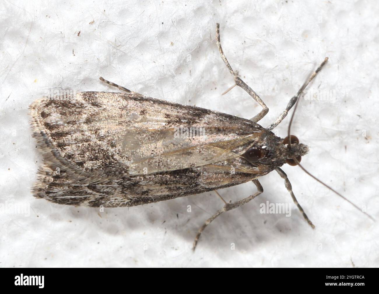 Double-striped Scoparia Moth (Scoparia biplagialis Stock Photo - Alamy