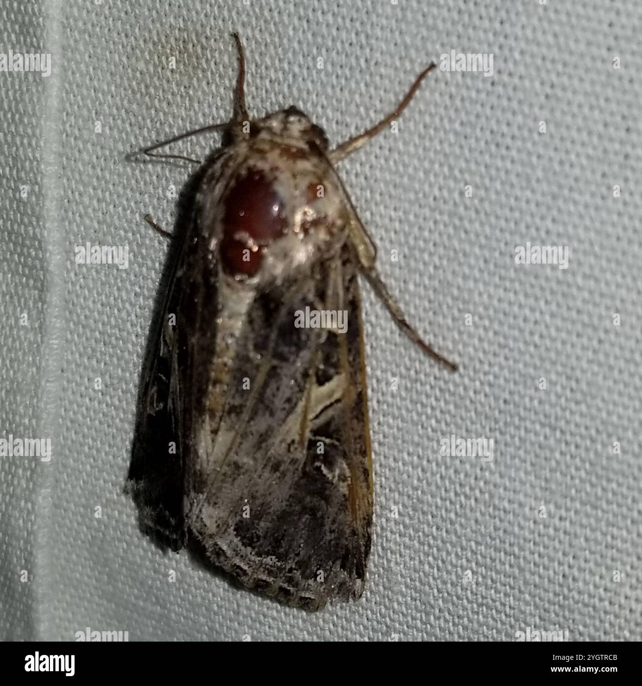 Yellow-striped Armyworm Moth (Spodoptera ornithogalli Stock Photo - Alamy