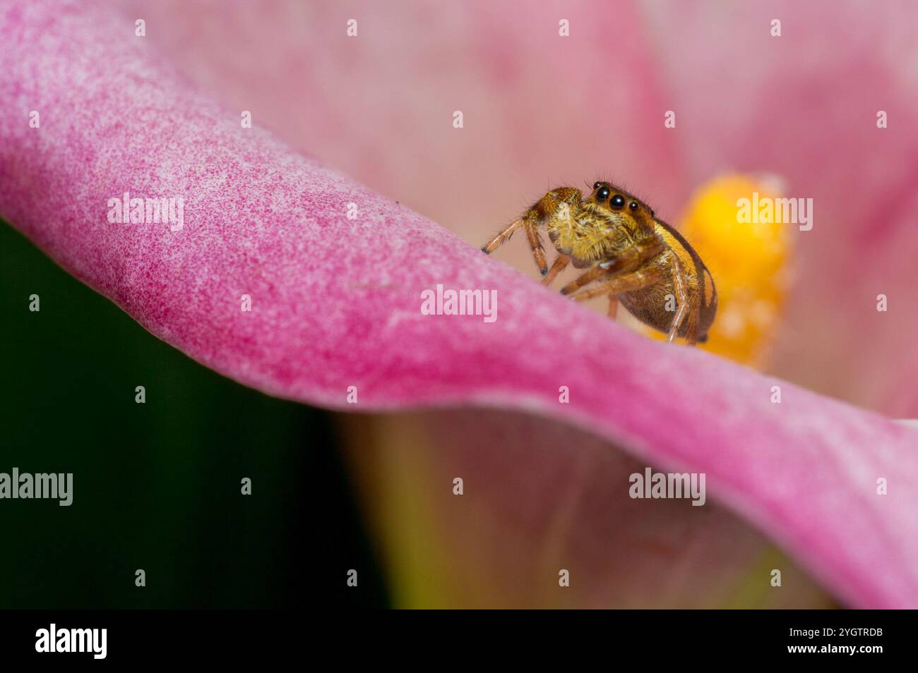 Golden Jumping Spider (Paraphidippus aurantius Stock Photo - Alamy