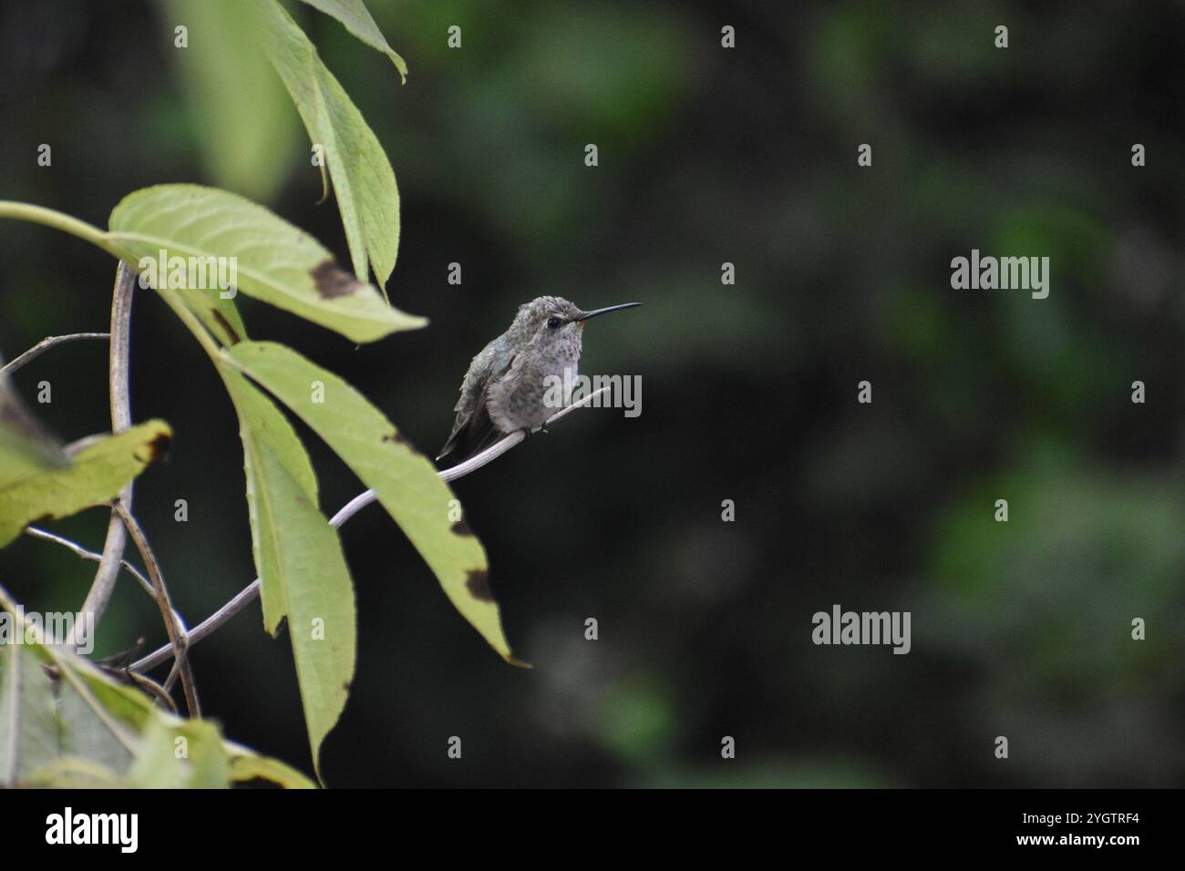 Anna's Hummingbird (Calypte anna Stock Photo - Alamy