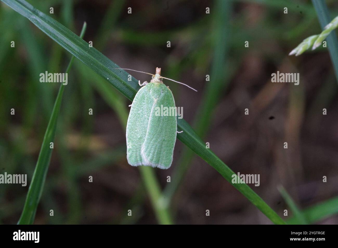 Oak tortrix tortrix viridana hi-res stock photography and images - Alamy