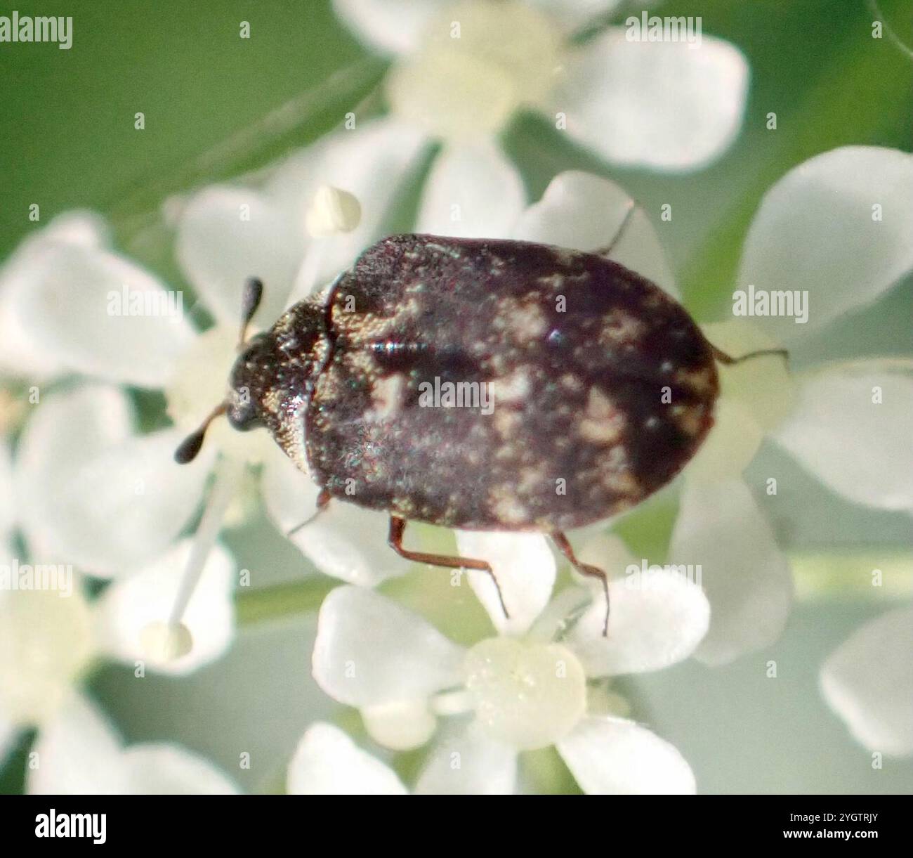 Museum Beetle (Anthrenus museorum Stock Photo - Alamy