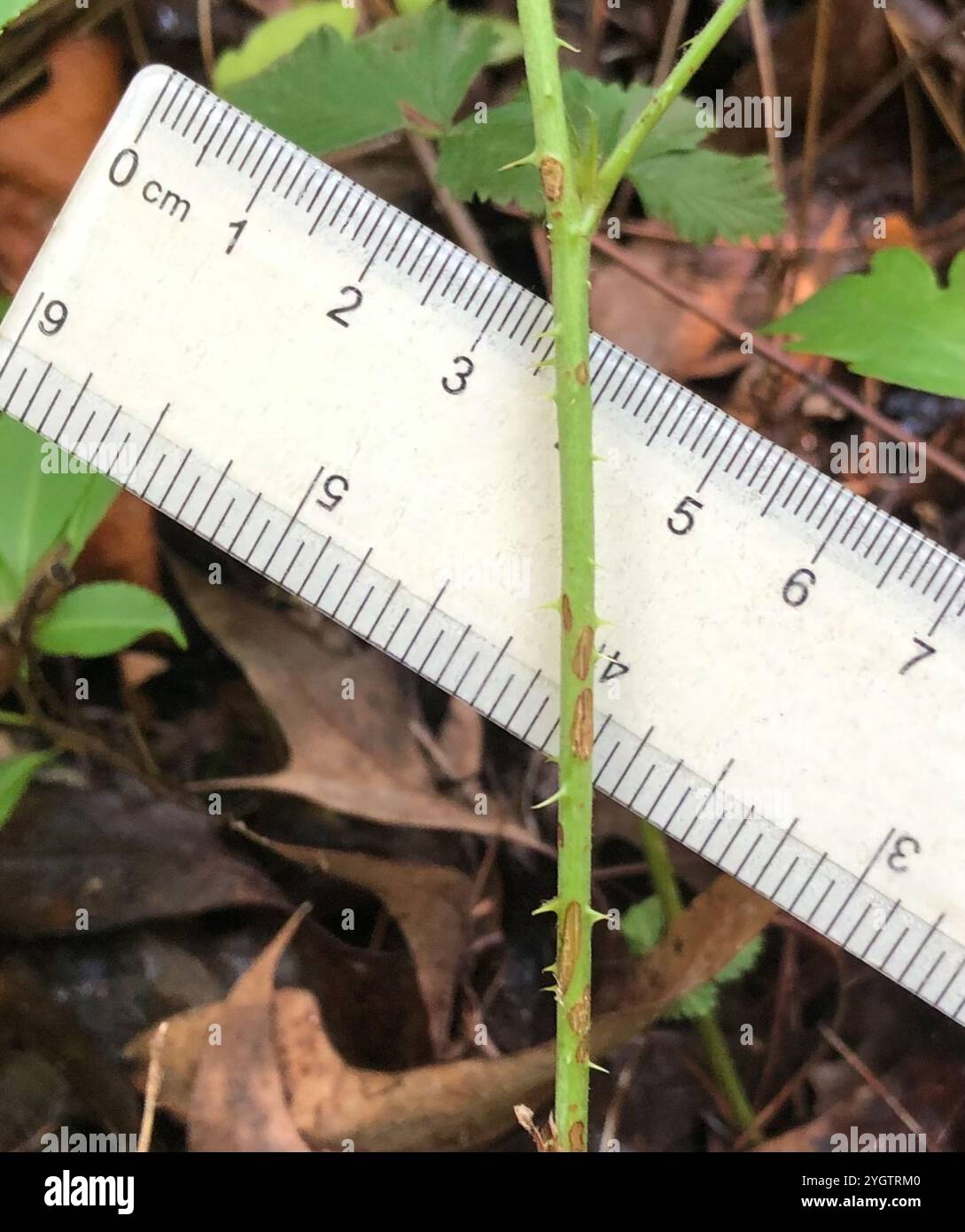 Common Dewberry (Rubus flagellaris Stock Photo - Alamy