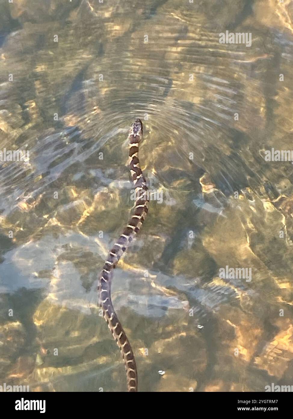 Common Watersnake (Nerodia sipedon Stock Photo - Alamy