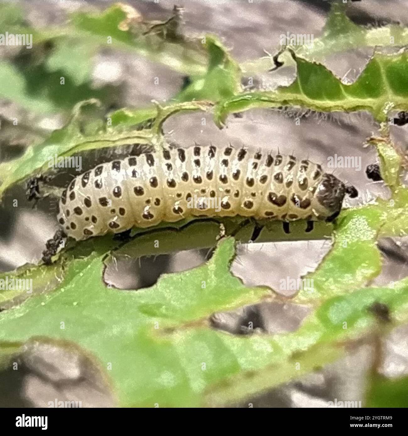 Viburnum Leaf Beetle (Pyrrhalta viburni Stock Photo - Alamy
