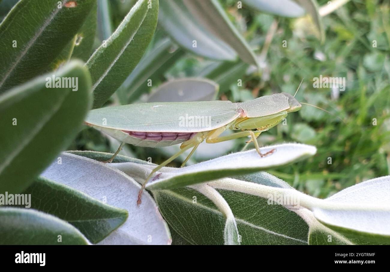 New Zealand Mantis (Orthodera novaezealandiae Stock Photo - Alamy