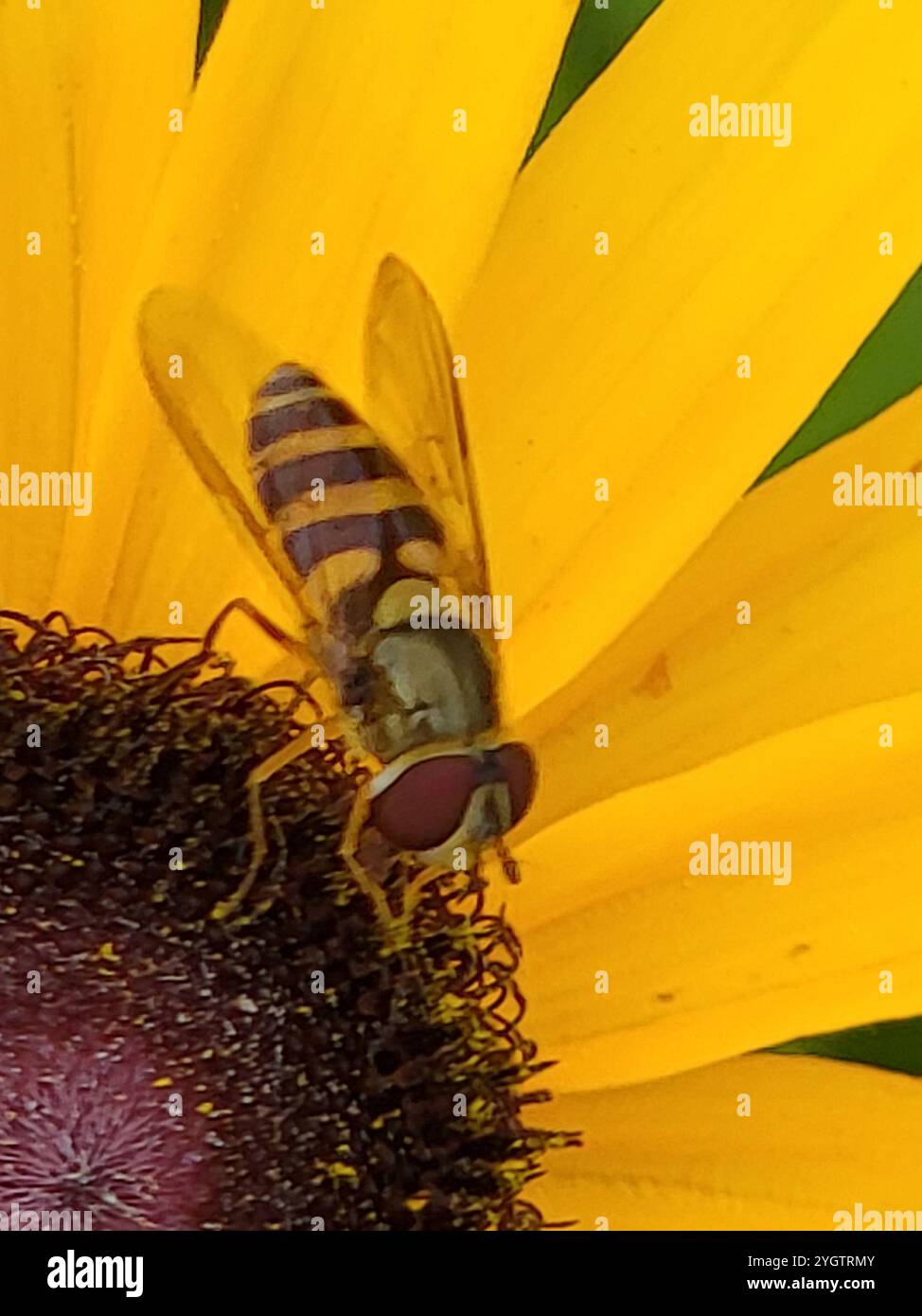 Common Flower Flies (Syrphus Stock Photo - Alamy