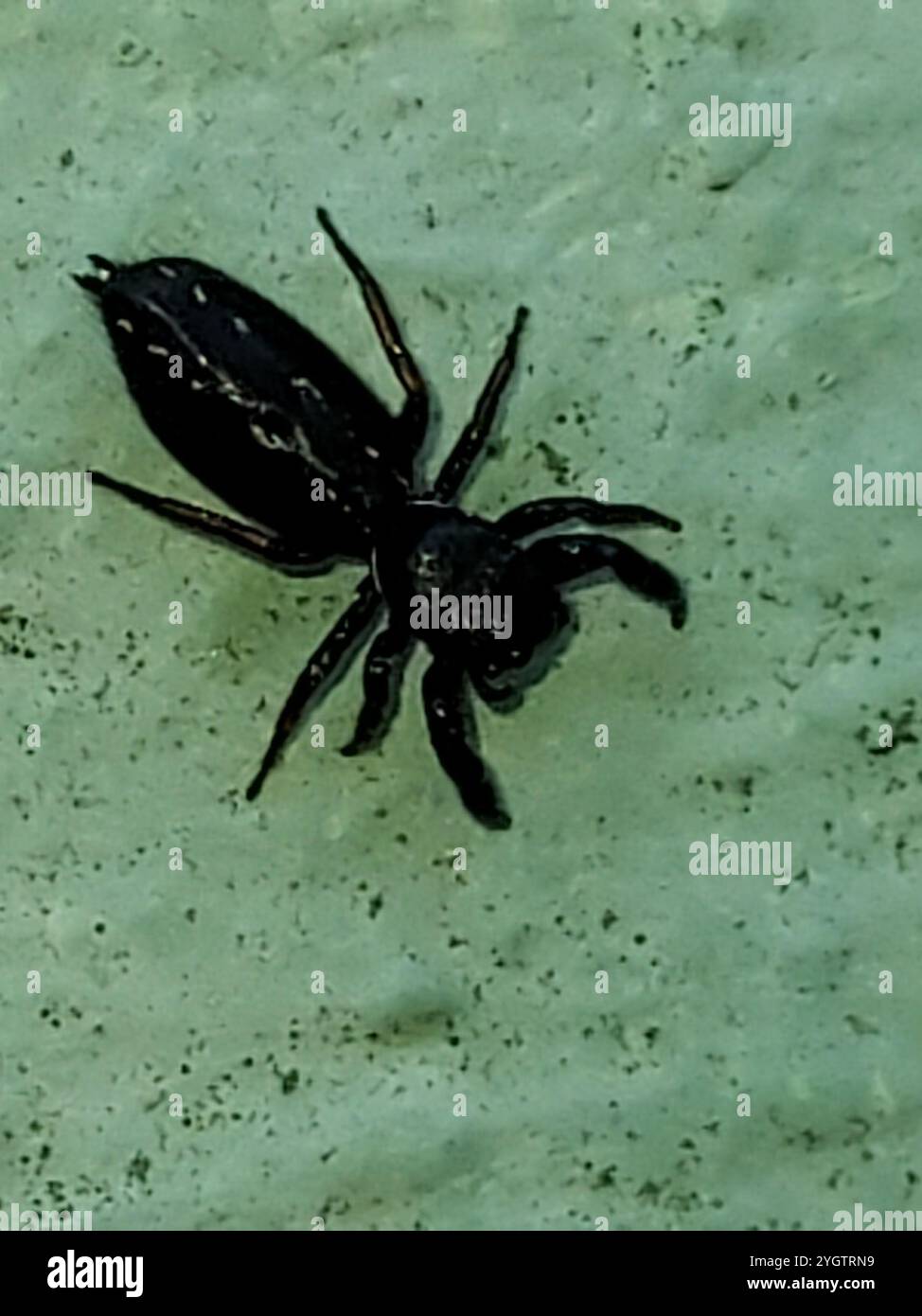 Ribbon Jumping Spider (Metacyrba taeniola Stock Photo - Alamy