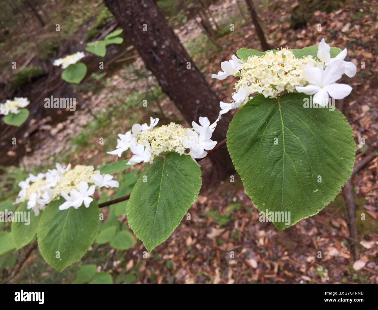 hobblebush (Viburnum lantanoides Stock Photo - Alamy
