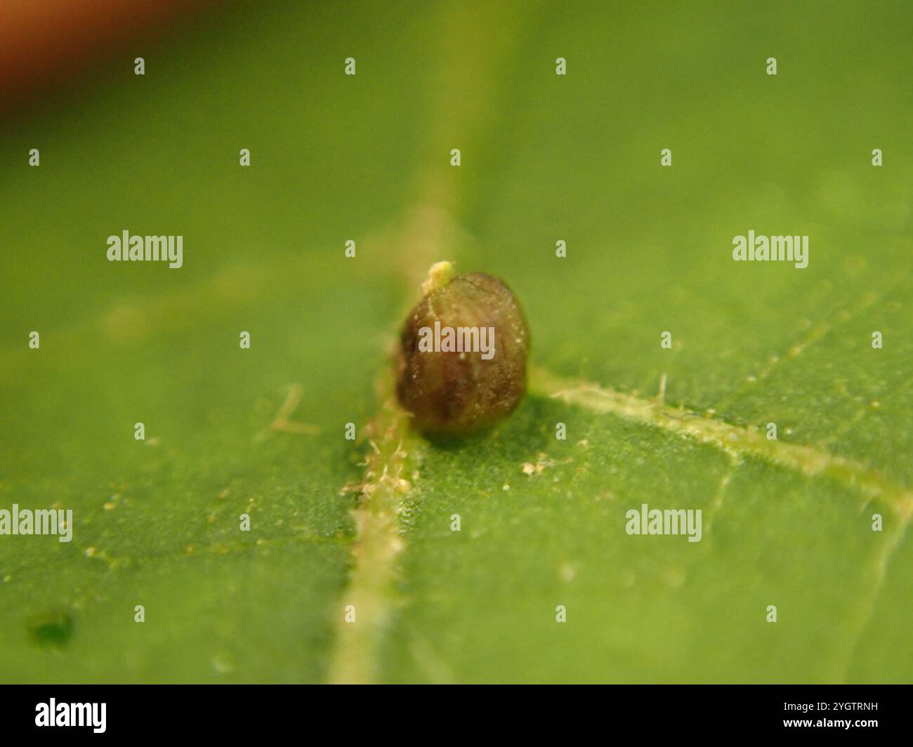 Hickory Sticky Ginger Jar Gall Midge (Caryomyia viscidolium Stock Photo ...
