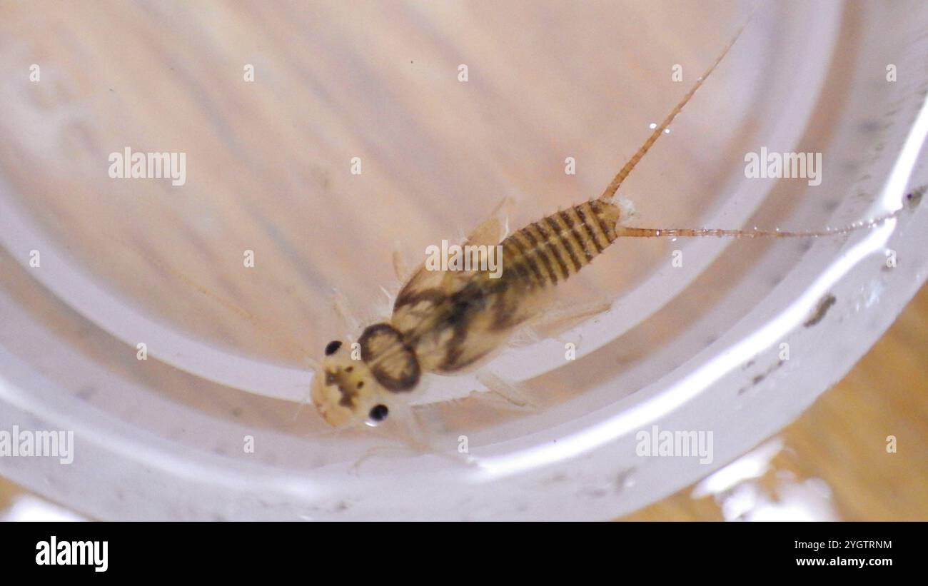 Common Stoneflies (Perlidae Stock Photo - Alamy