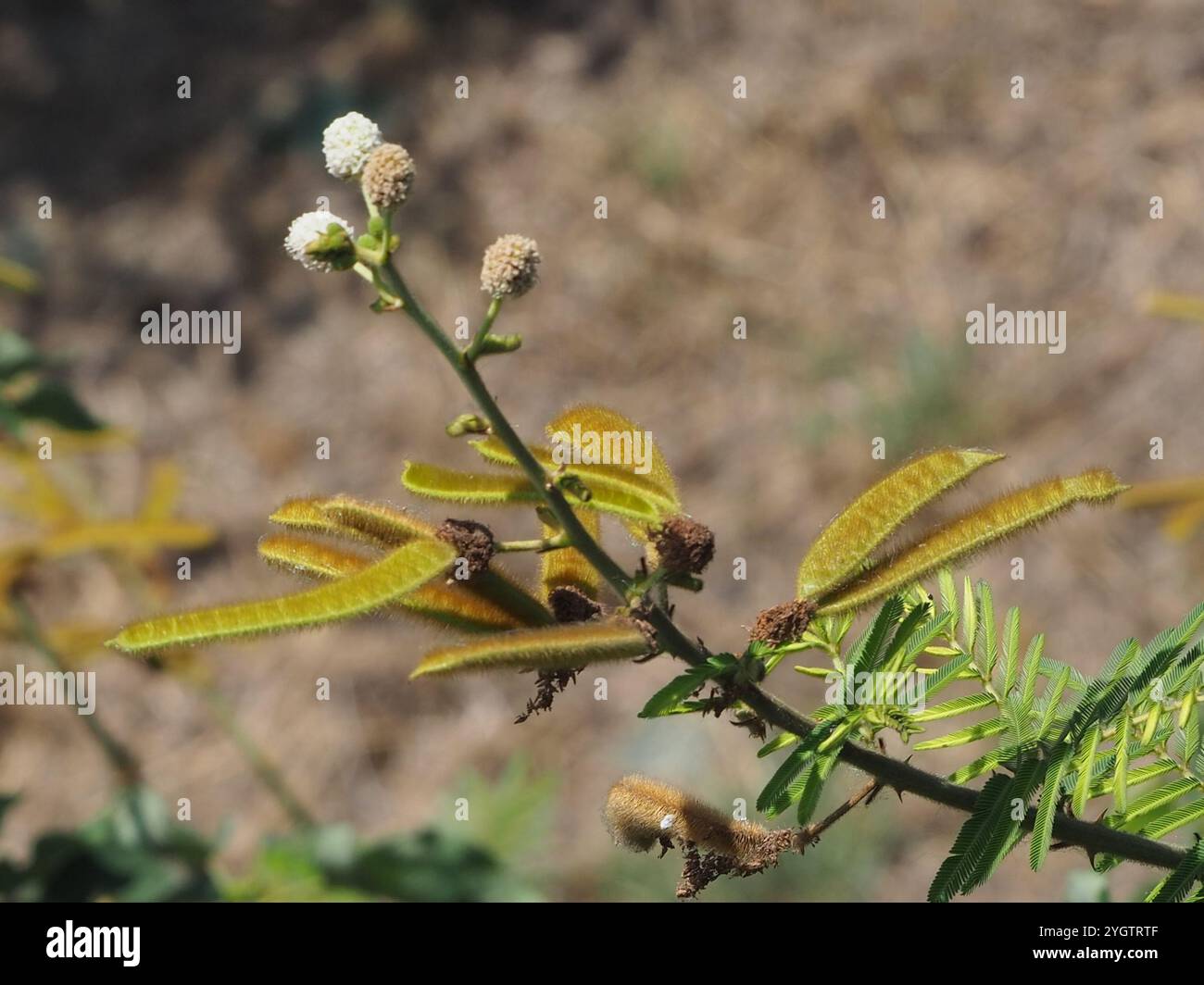 Giant Sensitive Plant (Mimosa pigra Stock Photo - Alamy