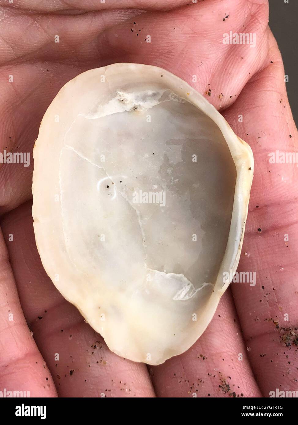 Bent-nosed Clam (Macoma nasuta Stock Photo - Alamy