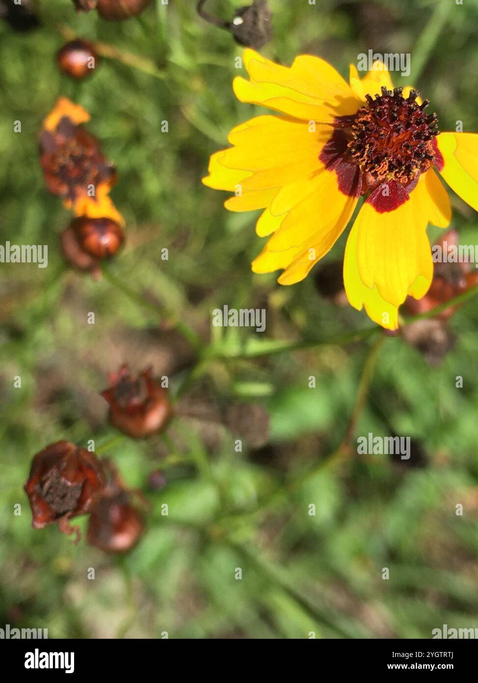 plains coreopsis (Coreopsis tinctoria Stock Photo - Alamy