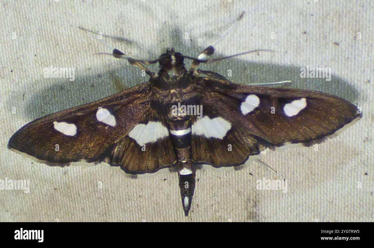 Grape Leaffolder Moth (Desmia funeralis Stock Photo - Alamy