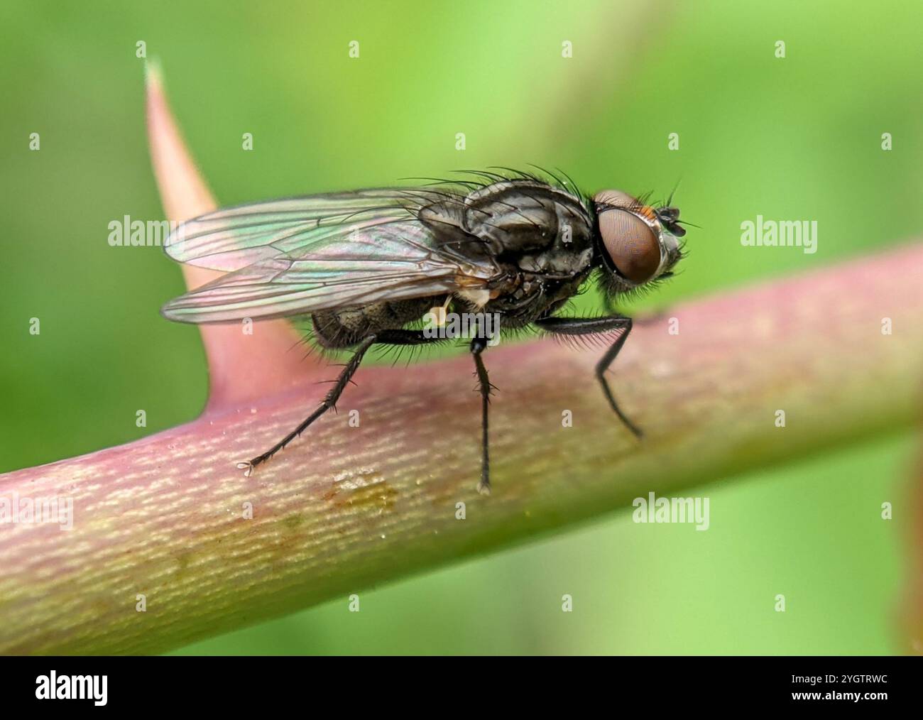 Root-maggot Flies (Anthomyiidae Stock Photo - Alamy