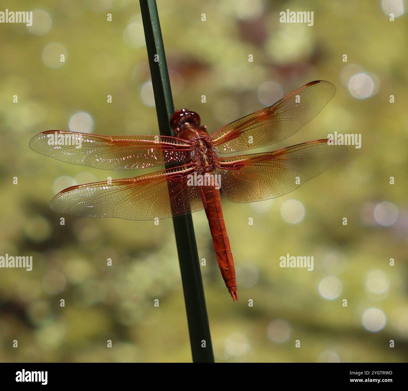 Flame Skimmer (Libellula saturata Stock Photo - Alamy