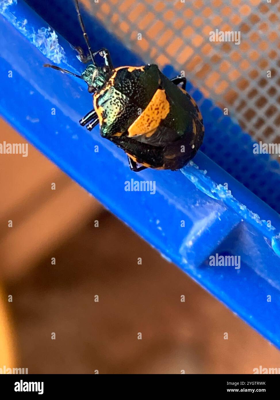 Anchor stink bug hi-res stock photography and images - Alamy