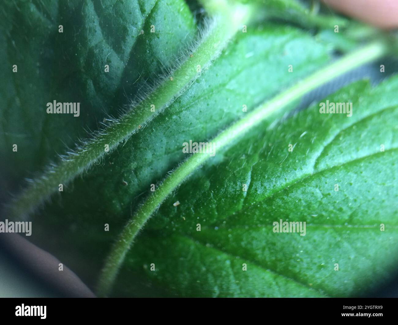 Common Virginia strawberry (Fragaria virginiana virginiana Stock Photo ...