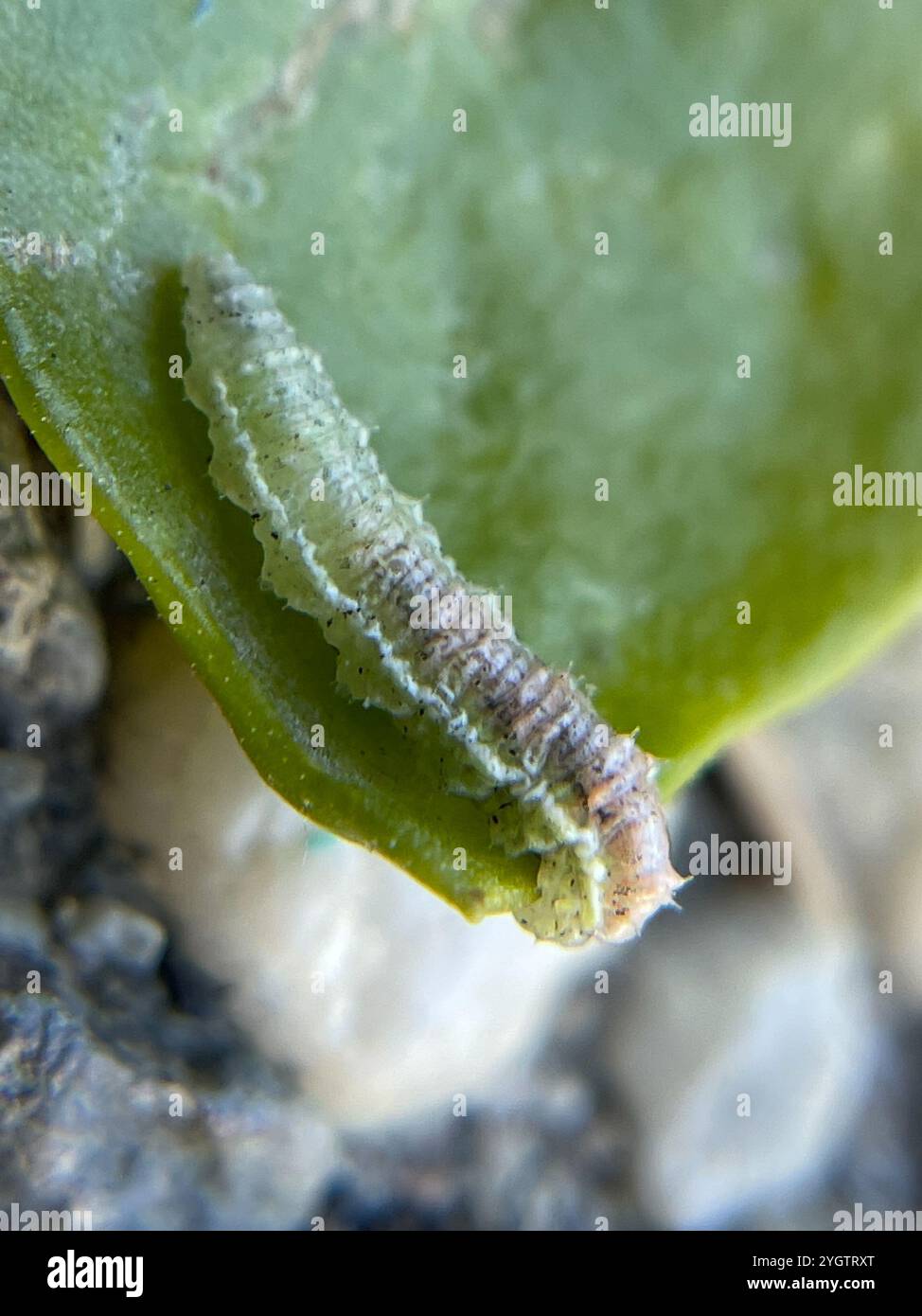 Large-tailed Aphideater (Eupeodes volucris Stock Photo - Alamy