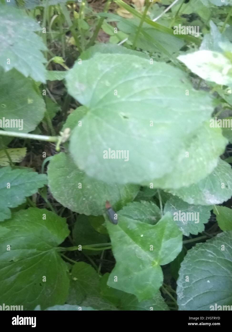 stream violet (Viola glabella Stock Photo - Alamy