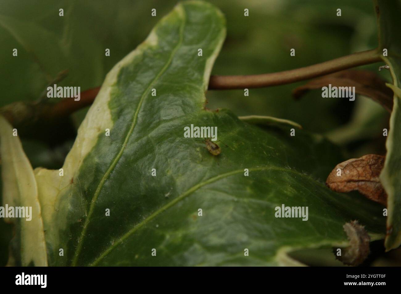 Crescent-marked Lily Aphid (Neomyzus circumflexus Stock Photo - Alamy